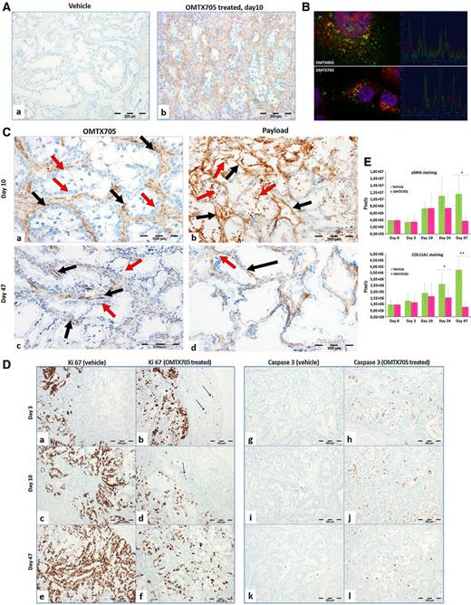 OMTX705, a Novel FAP-Targeting ADC Demonstrates Activity in ...