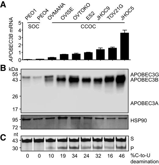 The DNA Cytosine Deaminase APOBEC3B is a Molecular Determinant of ...