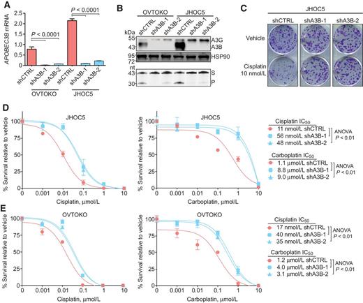 The DNA Cytosine Deaminase APOBEC3B is a Molecular Determinant of ...