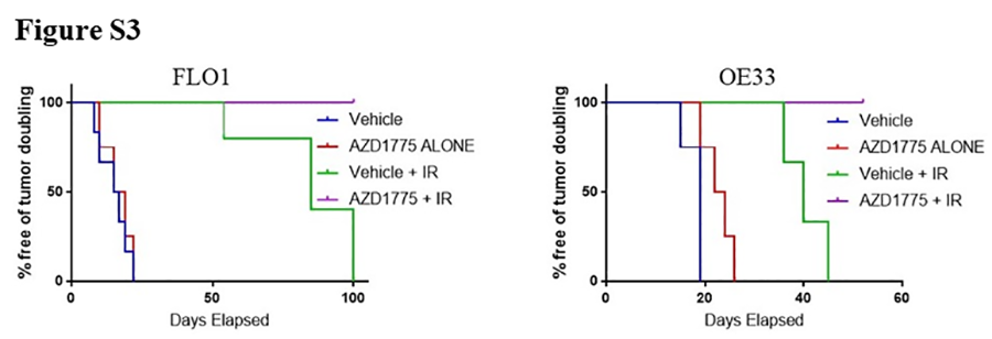Wee1 Kinase Inhibitor AZD1775 Effectively Sensitizes Esophageal Cancer ...