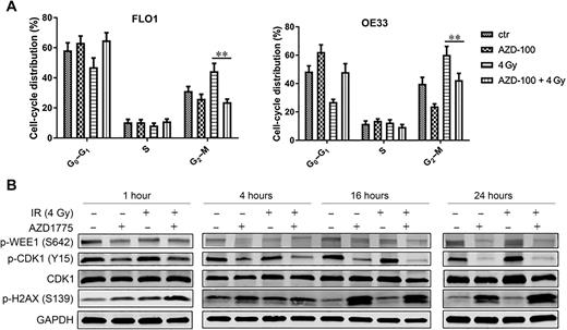Wee1 Kinase Inhibitor AZD1775 Effectively Sensitizes Esophageal Cancer ...