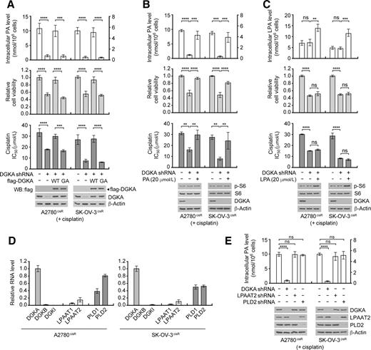 DGKA Provides Platinum Resistance in Ovarian Cancer Through Activation ...