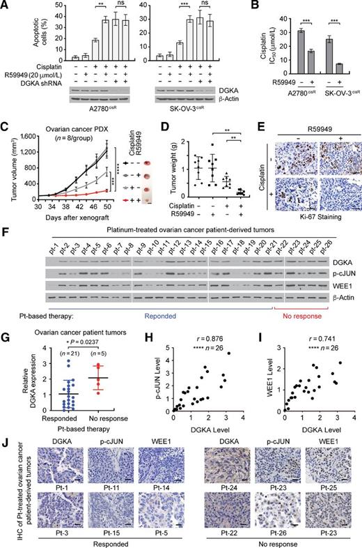 DGKA Provides Platinum Resistance in Ovarian Cancer Through Activation ...