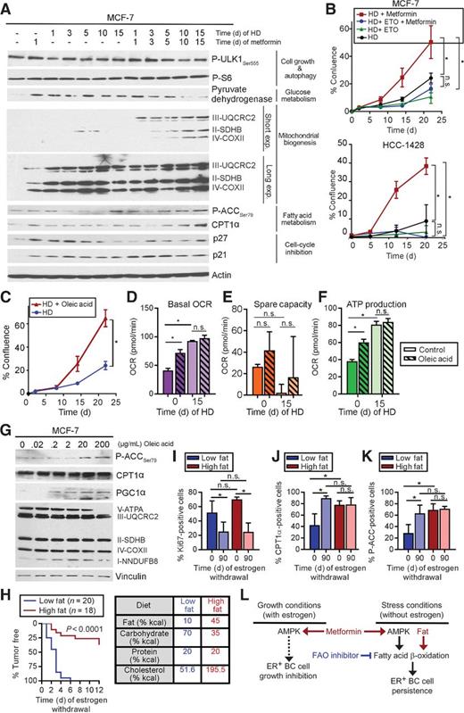 AMPK Activation by Metformin Promotes Survival of Dormant ER+ Breast ...