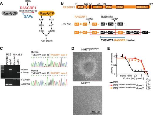 Identification of a RAS-activating TMEM87A–RASGRF1 Fusion in an ...