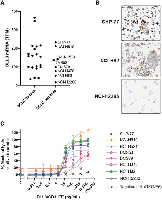 A Bispecific DLL3/CD3 IgG-Like T-Cell Engaging Antibody Induces Antitumor Responses in Small ...