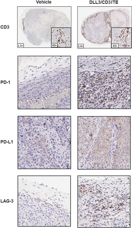 A Bispecific DLL3/CD3 IgG-Like T-Cell Engaging Antibody Induces ...