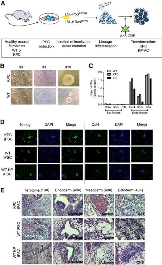 A Virus-Infected, Reprogrammed Somatic Cell–Derived Tumor Cell (VIReST ...