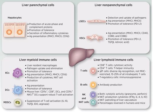 Mouse Models of Oncoimmunology in Hepatocellular Carcinoma | Clinical ...
