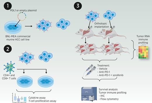 Mouse Models of Oncoimmunology in Hepatocellular Carcinoma | Clinical ...
