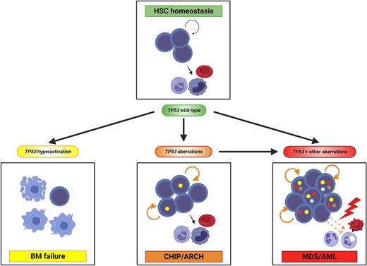 Acute Myeloid Leukemia and Myelodysplastic Syndromes with TP53 ...