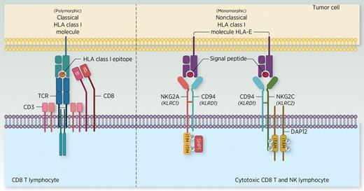 The NKG2A–HLA-E Axis as a Novel Checkpoint in the Tumor ...
