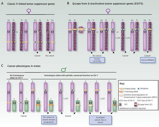 X- and Y-Linked Chromatin-Modifying Genes as Regulators of Sex-Specific ...
