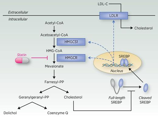 Statins as Anticancer Agents in the Era of Precision Medicine ...