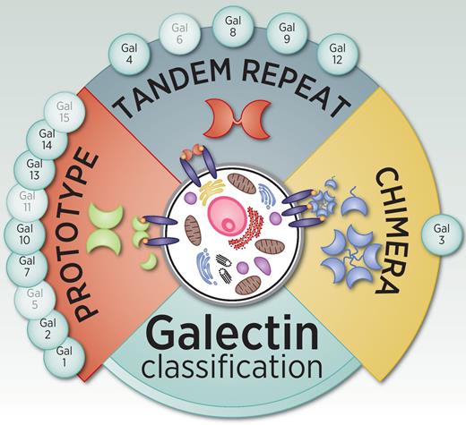 Impact of Galectins in Resistance to Anticancer Therapies | Clinical ...