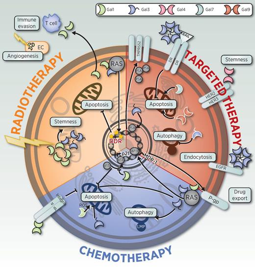Impact of Galectins in Resistance to Anticancer Therapies | Clinical ...