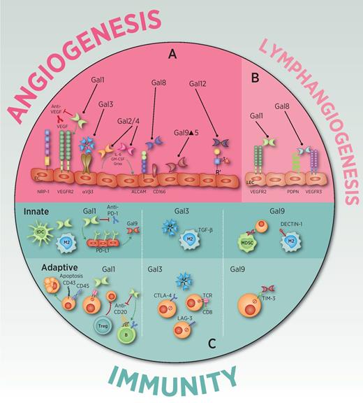 Impact of Galectins in Resistance to Anticancer Therapies | Clinical ...