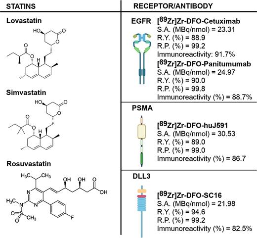 Acute Statin Treatment Improves Antibody Accumulation in EGFR- and PSMA ...