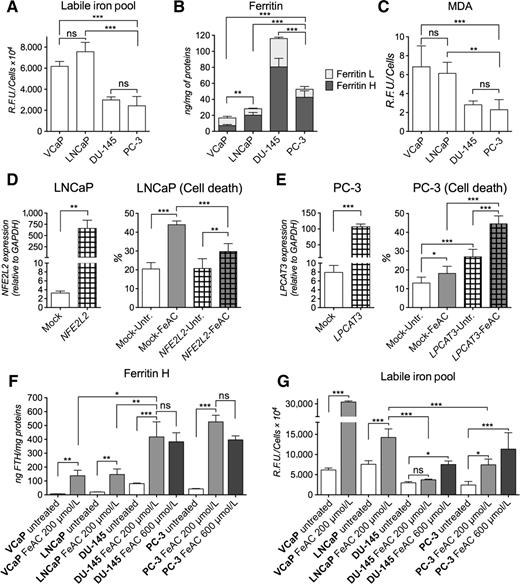 Iron Induces Cell Death and Strengthens the Efficacy of Antiandrogen ...