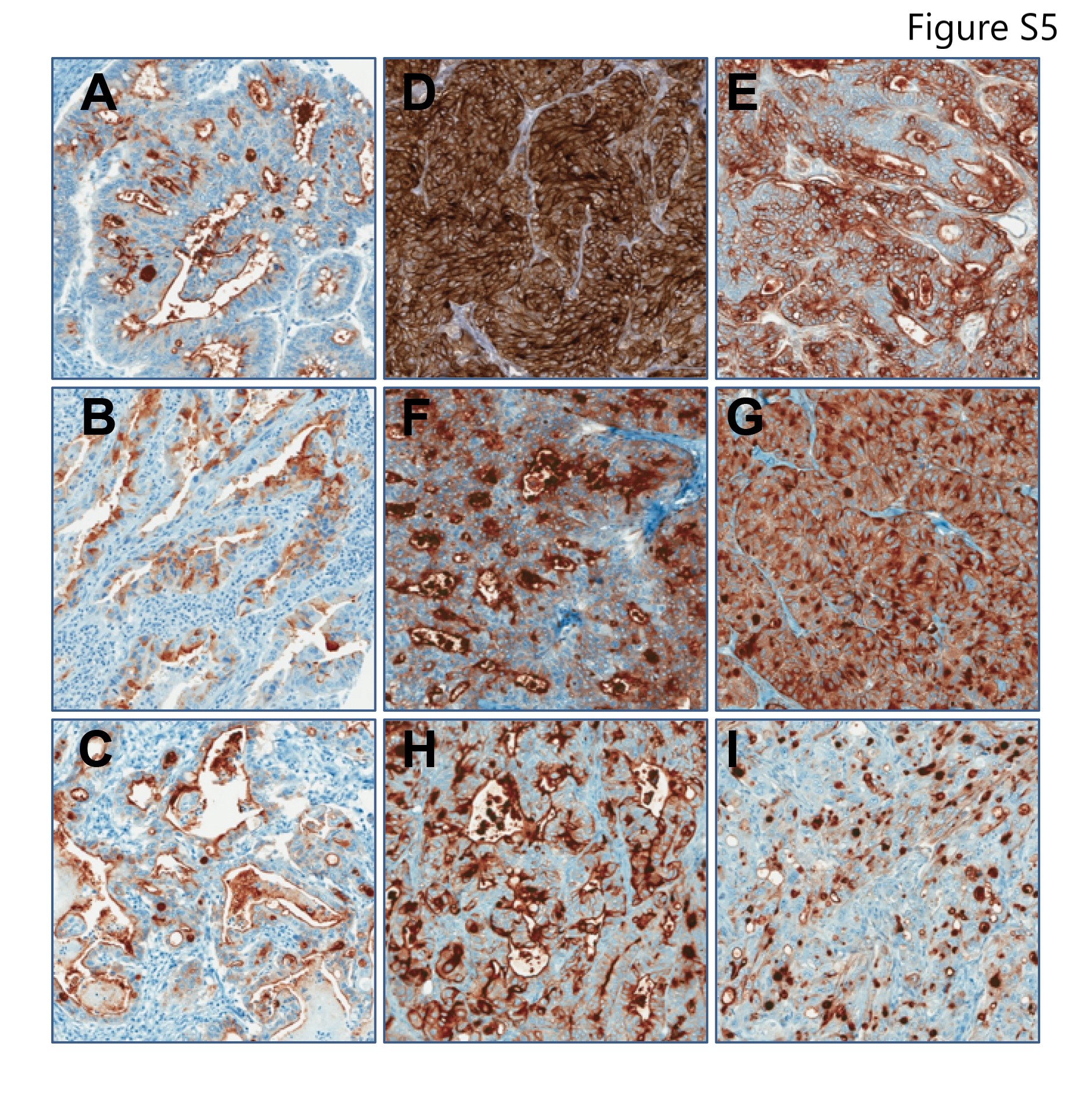 Preclinical Activity of SAR408701: A Novel Anti-CEACAM5–maytansinoid ...