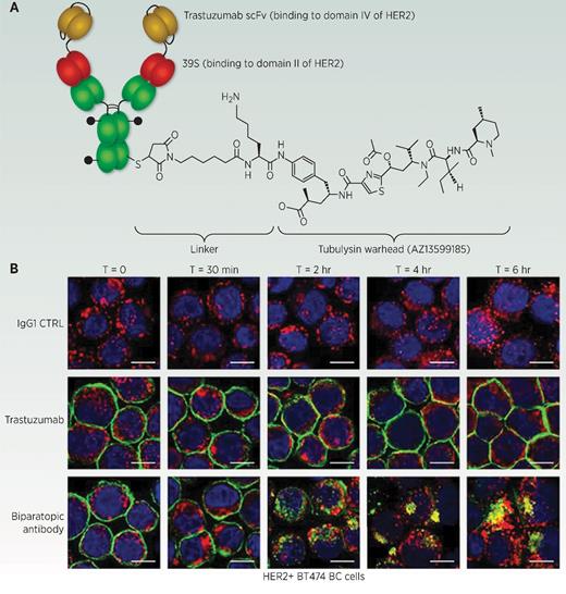 HER2-Overexpressing/Amplified Breast Cancer as a Testing Ground for ...