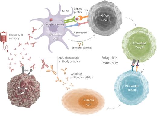 Antidrug Antibodies Against Immune Checkpoint Blockers: Impairment of ...