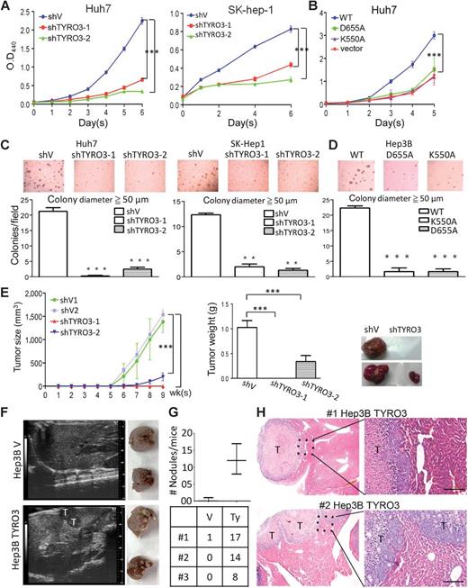 Functional Genomics Identifies Hepatitis-Induced STAT3–TYRO3–STAT3 ...