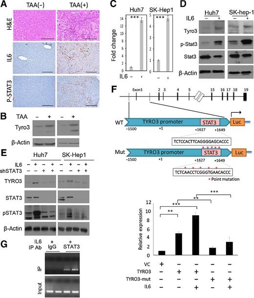 Functional Genomics Identifies Hepatitis-Induced STAT3–TYRO3–STAT3 ...