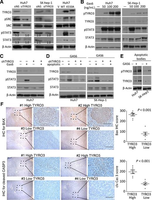 Functional Genomics Identifies Hepatitis-Induced STAT3–TYRO3–STAT3 ...