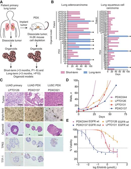 Organoid Cultures as Preclinical Models of Non–Small Cell Lung Cancer ...