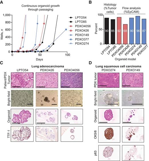 Organoid Cultures as Preclinical Models of Non–Small Cell Lung Cancer ...