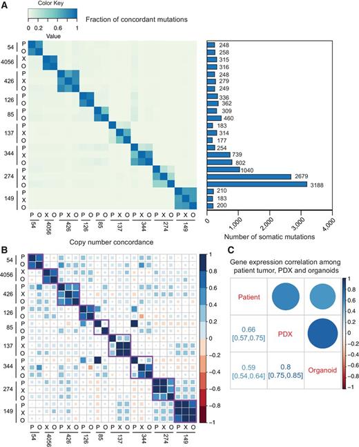 Organoid Cultures as Preclinical Models of Non–Small Cell Lung Cancer ...