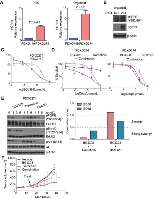 Organoid Cultures as Preclinical Models of Non–Small Cell Lung Cancer ...