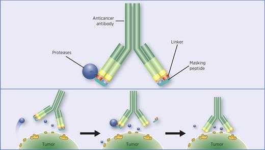 Probody Therapeutics: An Emerging Class of Therapies Designed to ...