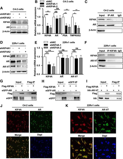 Targeting the KIF4A/AR Axis to Reverse Endocrine Therapy Resistance in ...