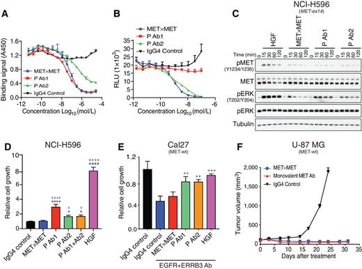 A Biparatopic Antibody That Modulates MET Trafficking Exhibits Enhanced ...