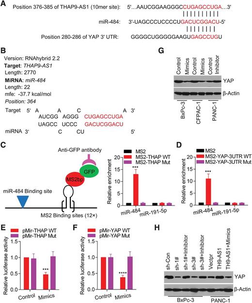 lncRNA THAP9-AS1 Promotes Pancreatic Ductal Adenocarcinoma Growth and ...