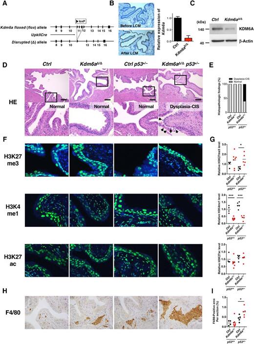 Kdm6a Deficiency Activates Inflammatory Pathways, Promotes M2 ...