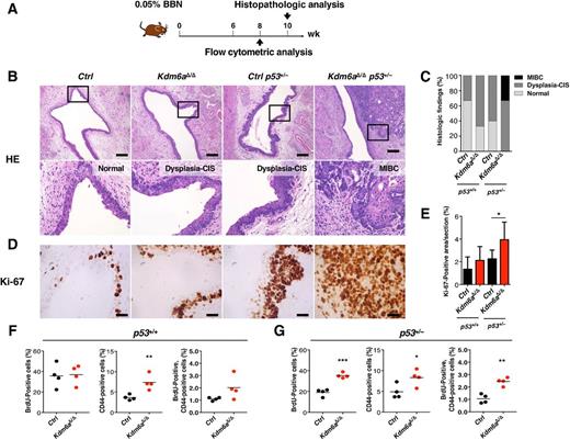Kdm6a Deficiency Activates Inflammatory Pathways, Promotes M2 ...