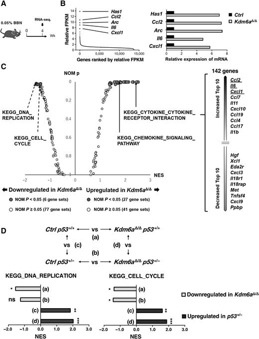 Kdm6a Deficiency Activates Inflammatory Pathways, Promotes M2 ...