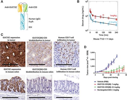 A Novel GUCY2C-CD3 T-Cell Engaging Bispecific Construct (PF-07062119 ...
