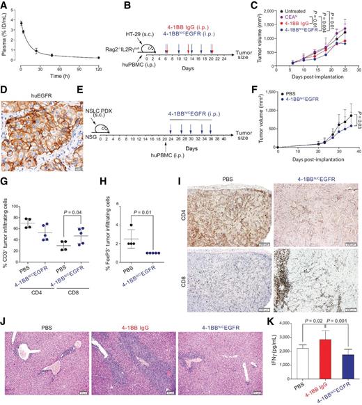 An Fc-free EGFR-specific 4-1BB-agonistic Trimerbody Displays Broad ...