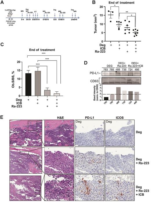 Radium-223 Treatment Increases Immune Checkpoint Expression in ...