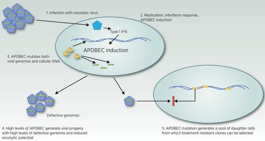 APOBEC and Cancer Viroimmunotherapy: Thinking the Unthinkable ...