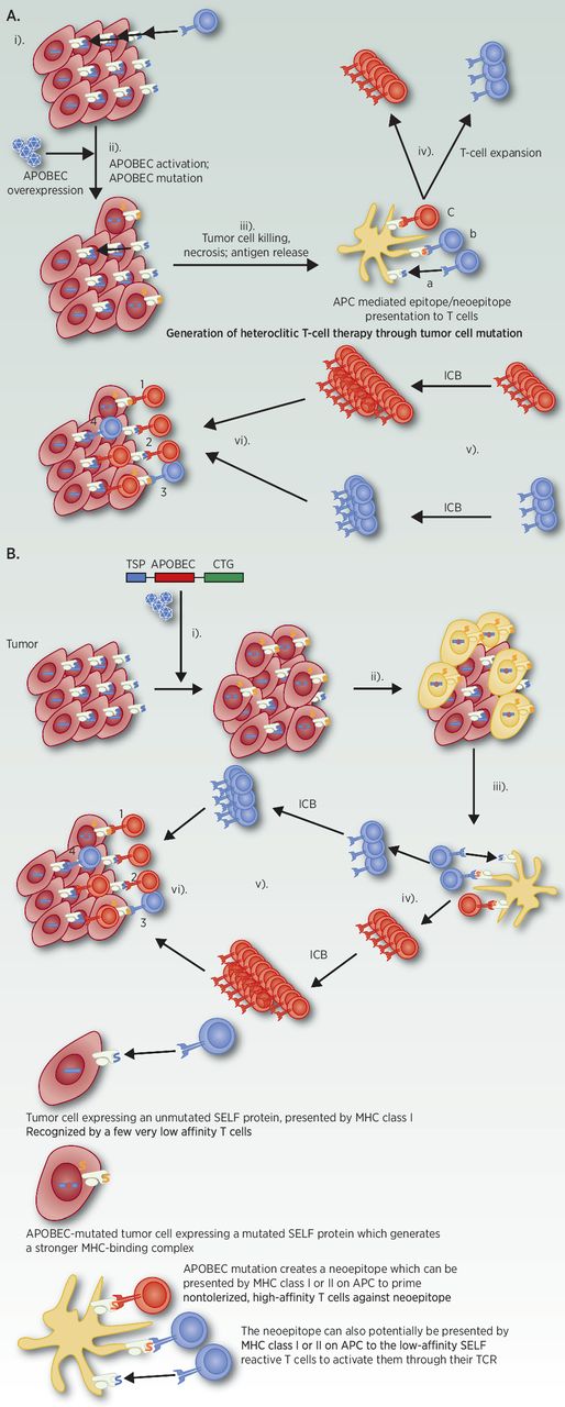 APOBEC and Cancer Viroimmunotherapy: Thinking the Unthinkable ...