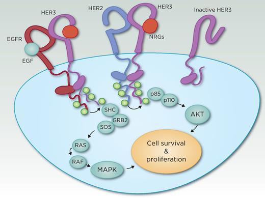Thirty Years of HER3: From Basic Biology to Therapeutic Interventions ...