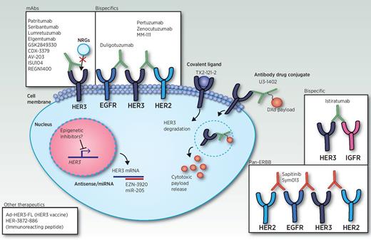 Thirty Years of HER3: From Basic Biology to Therapeutic Interventions ...
