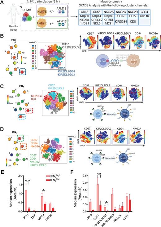 Combining AFM13, a Bispecific CD30/CD16 Antibody, with Cytokine ...