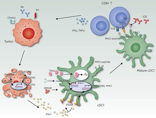 Type I IFN Activating Type I Dendritic Cells for Antitumor Immunity ...