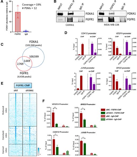 Nuclear FGFR1 Regulates Gene Transcription and Promotes Antiestrogen ...